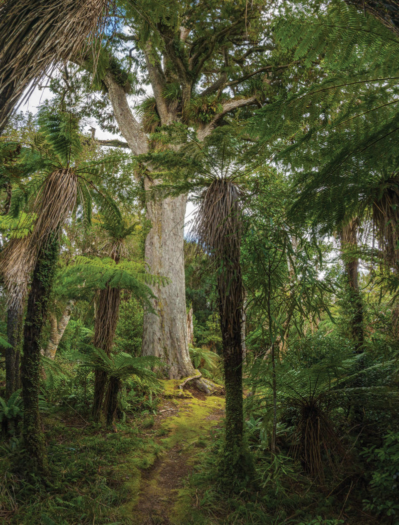 Another walk in the woods - Wilderness Magazine