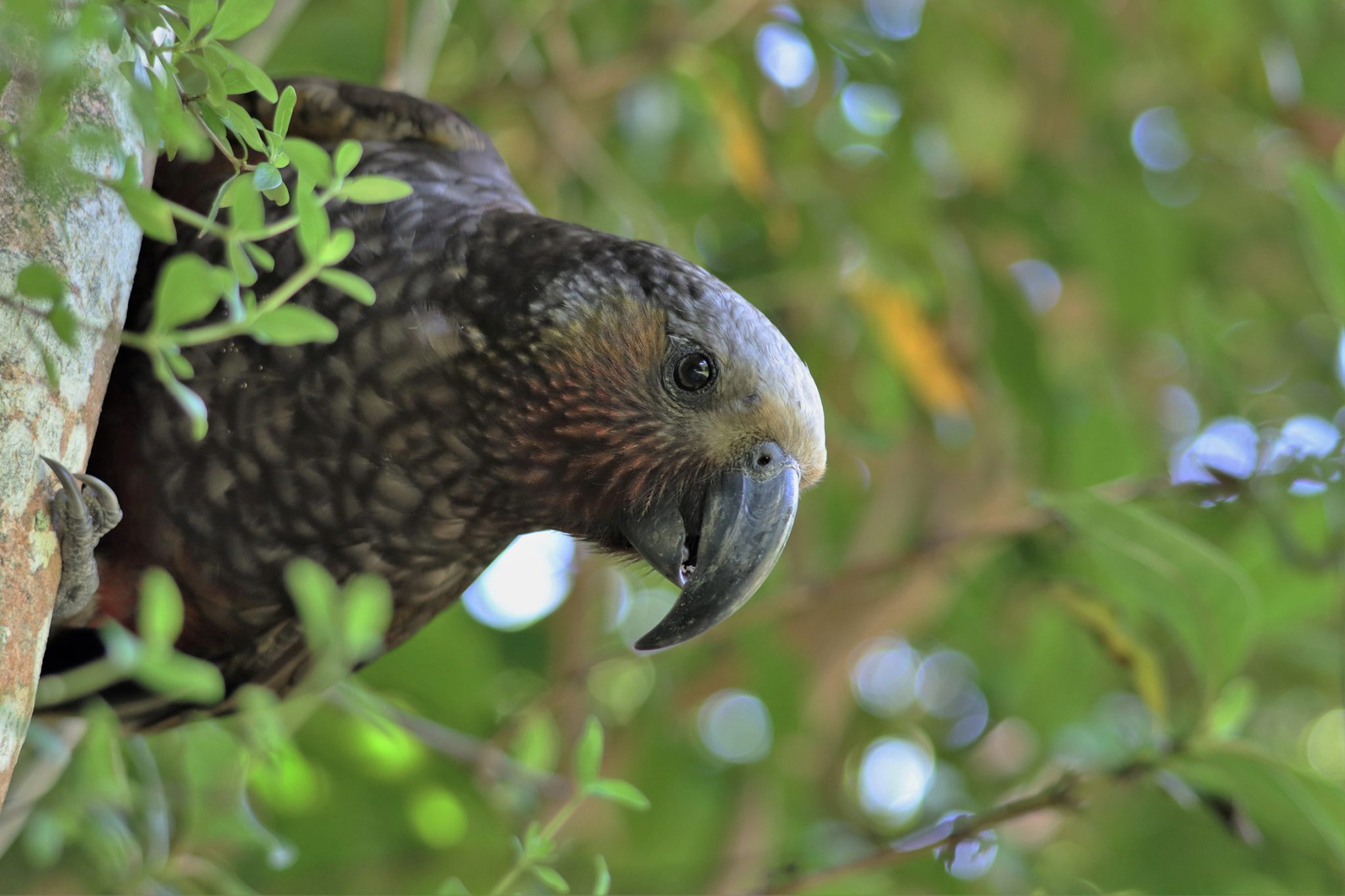 Wilderness - New Zealand's Tramping, Hiking & Outdoors Magazine