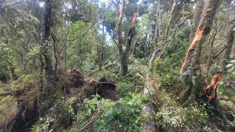 100m long suspension bridge opens on Taranaki Maunga - Wilderness Magazine